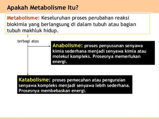 Materi Kelas XII Metabolisme :Enzim dan ATP.ppt