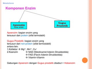 Materi Kelas XII Metabolisme :Enzim dan ATP.ppt