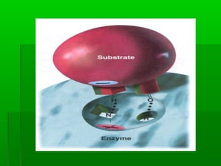 Enzim dan koenzim | PPT