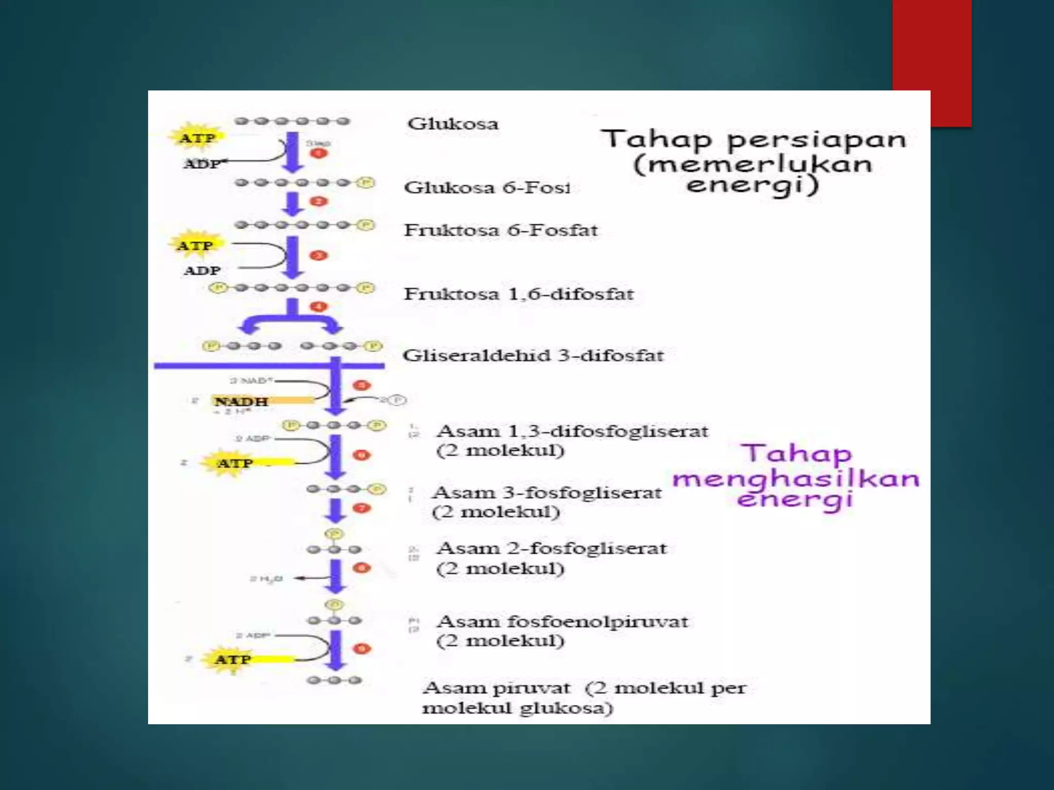 Enzim dan Metabolisme.ppt