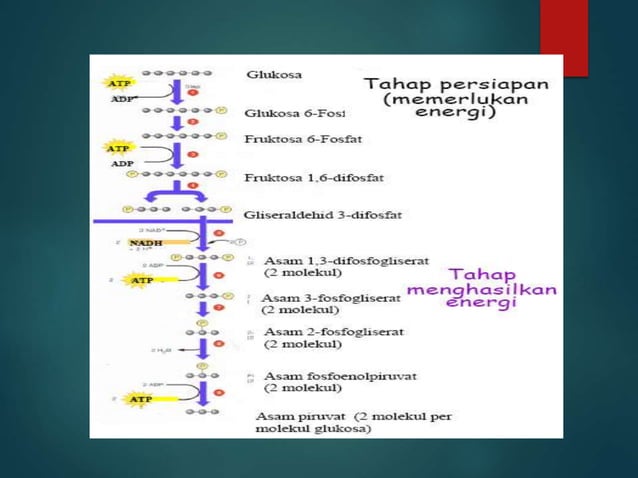 Enzim dan Metabolisme.ppt