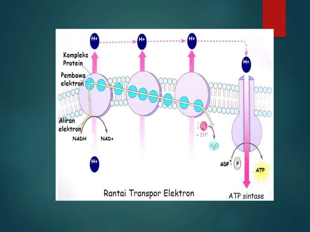 Enzim dan Metabolisme.ppt