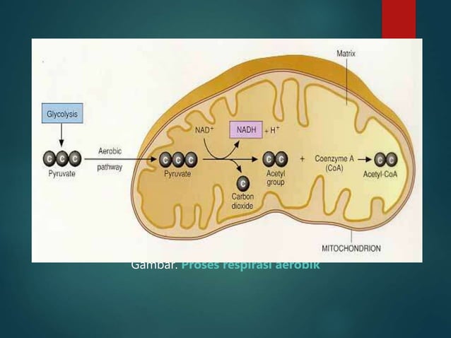 Enzim dan Metabolisme.ppt