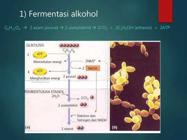 Enzim dan Metabolisme.ppt