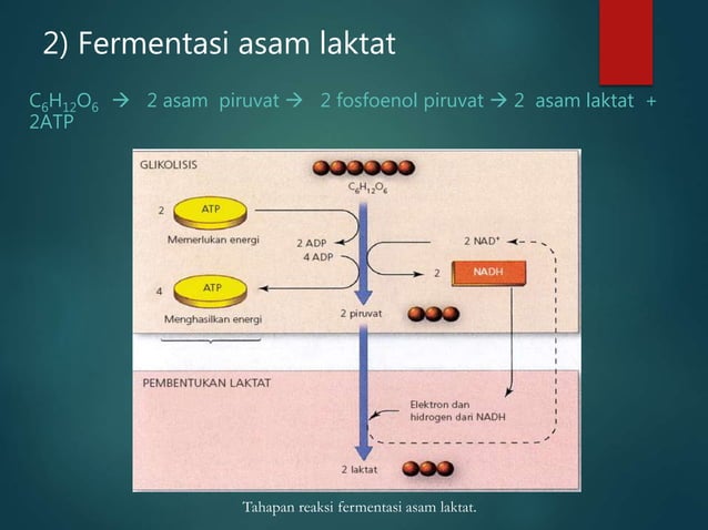 Enzim dan Metabolisme.ppt