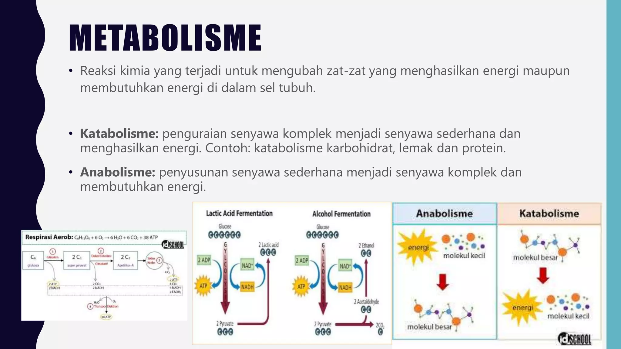 Enzim dan metabolism sel | PPTX