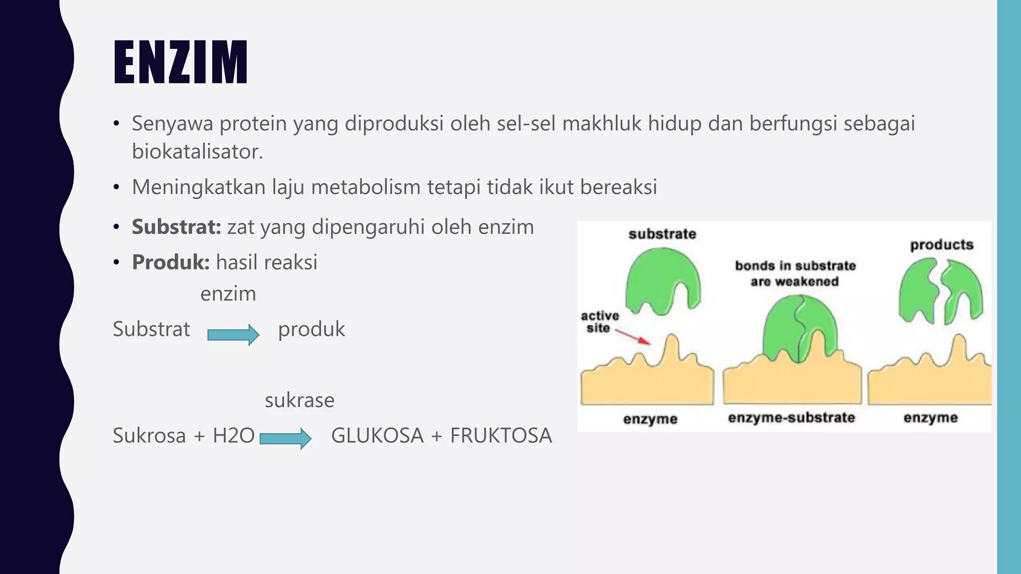 Enzim dan metabolism sel | PPTX