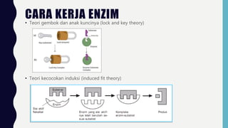 Enzim dan metabolism sel | PPTX