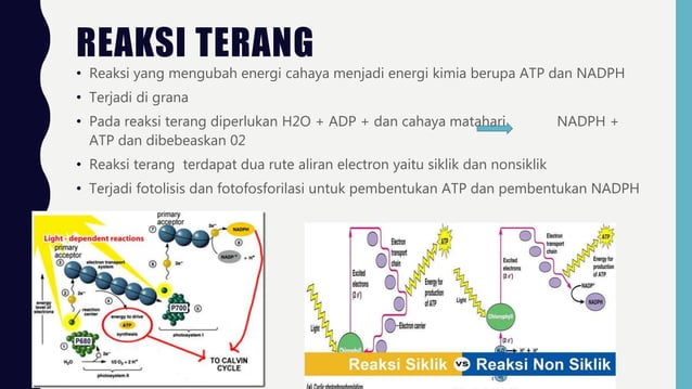 Enzim dan metabolism sel | PPTX