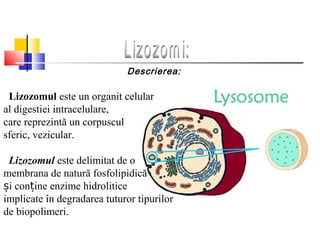 Enzimele lizozomale | PPT