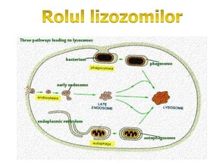 Enzimele lizozomale | PPT