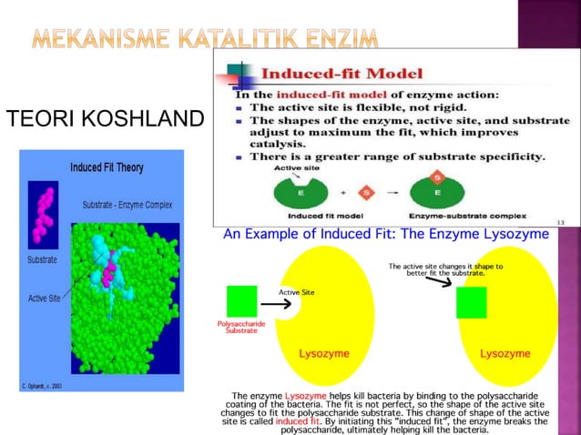 Enzim - Biokimia | PPTX