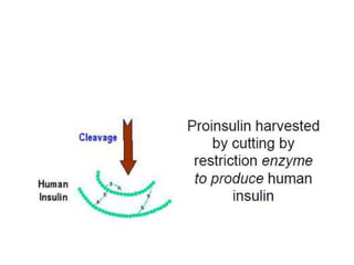 Enzim insulin eksogen or exogenous Insulin | PPTX