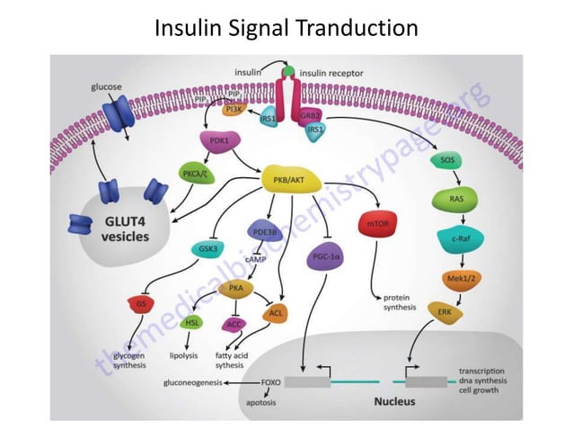 Enzim insulin eksogen or exogenous Insulin | PPT