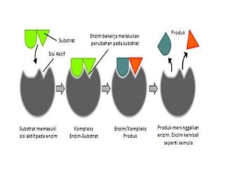 pembahasan tentang enzim, pengertyian, jenis dan faktor yang ...