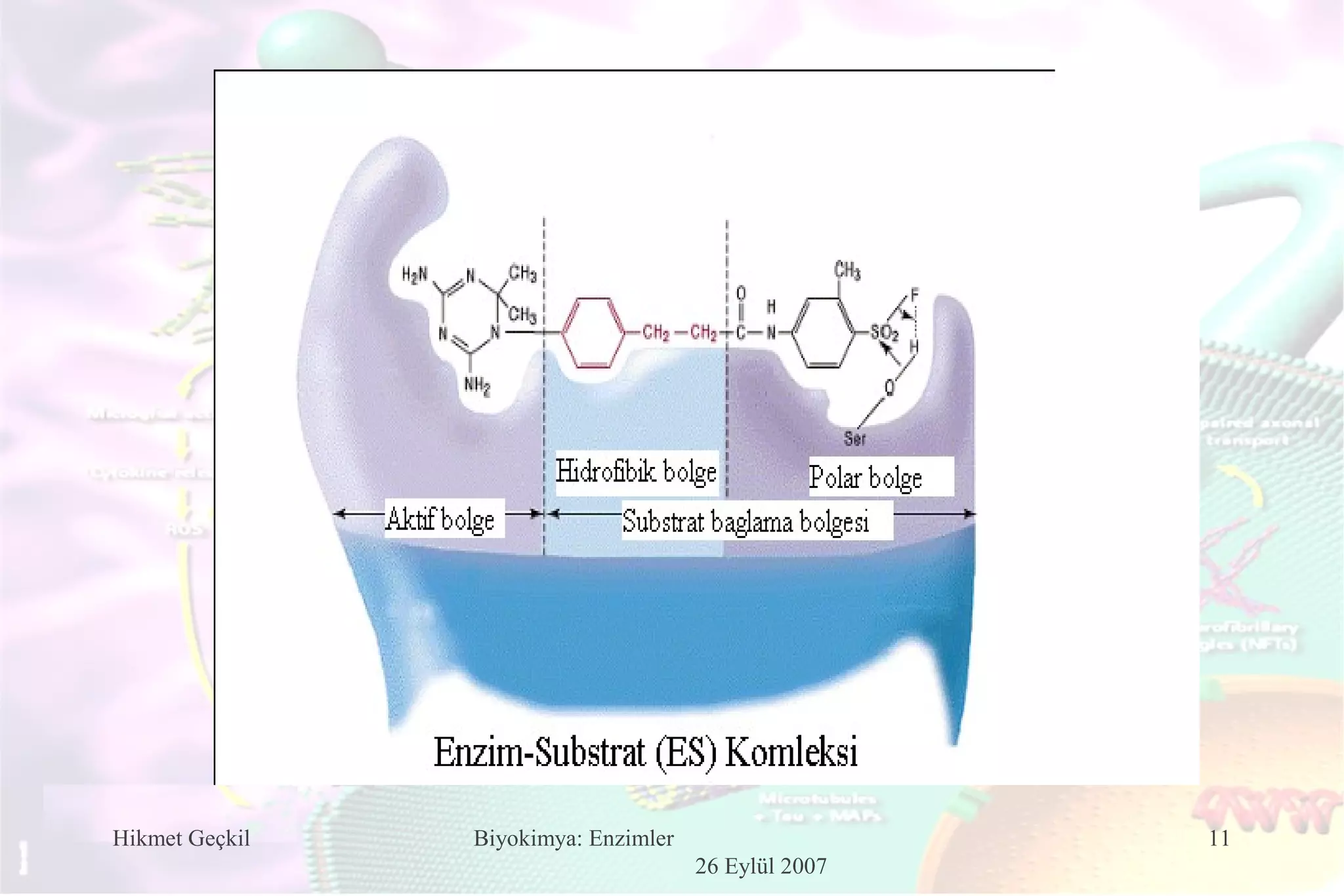 Biyokimya- Enzimler | PPT