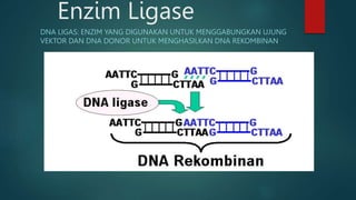 ppt biologi Enzim Ligase tugas presenasi kuliah.pptx