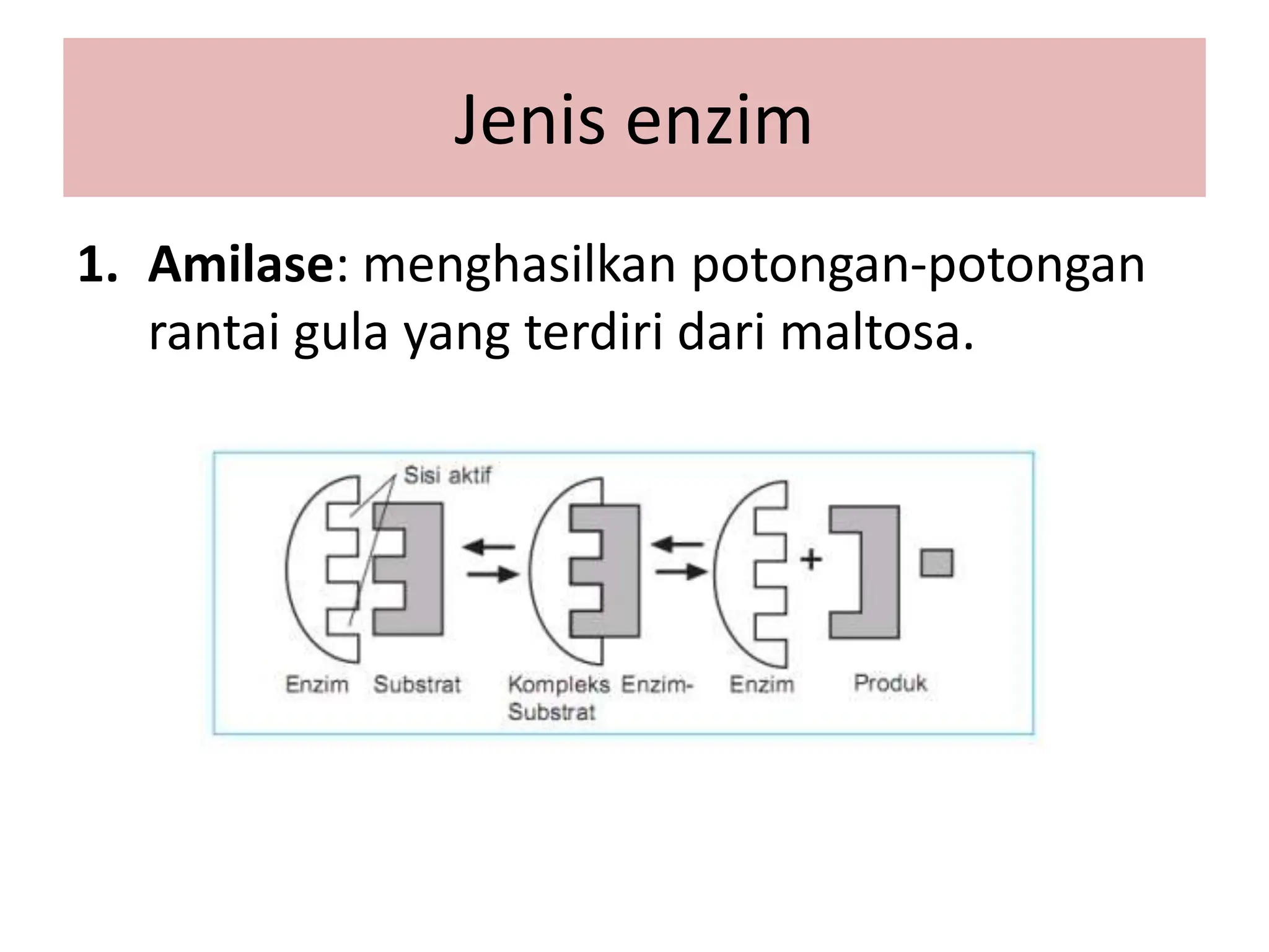 ENZIM PADA TUMBUHAN.pptx. Pertanian. Proteksi | PPTX
