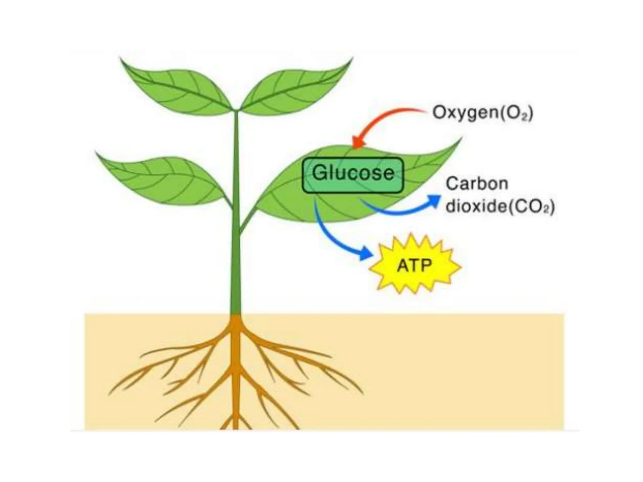 ENZIM PADA TUMBUHAN.pptx. Pertanian. Proteksi | PPTX