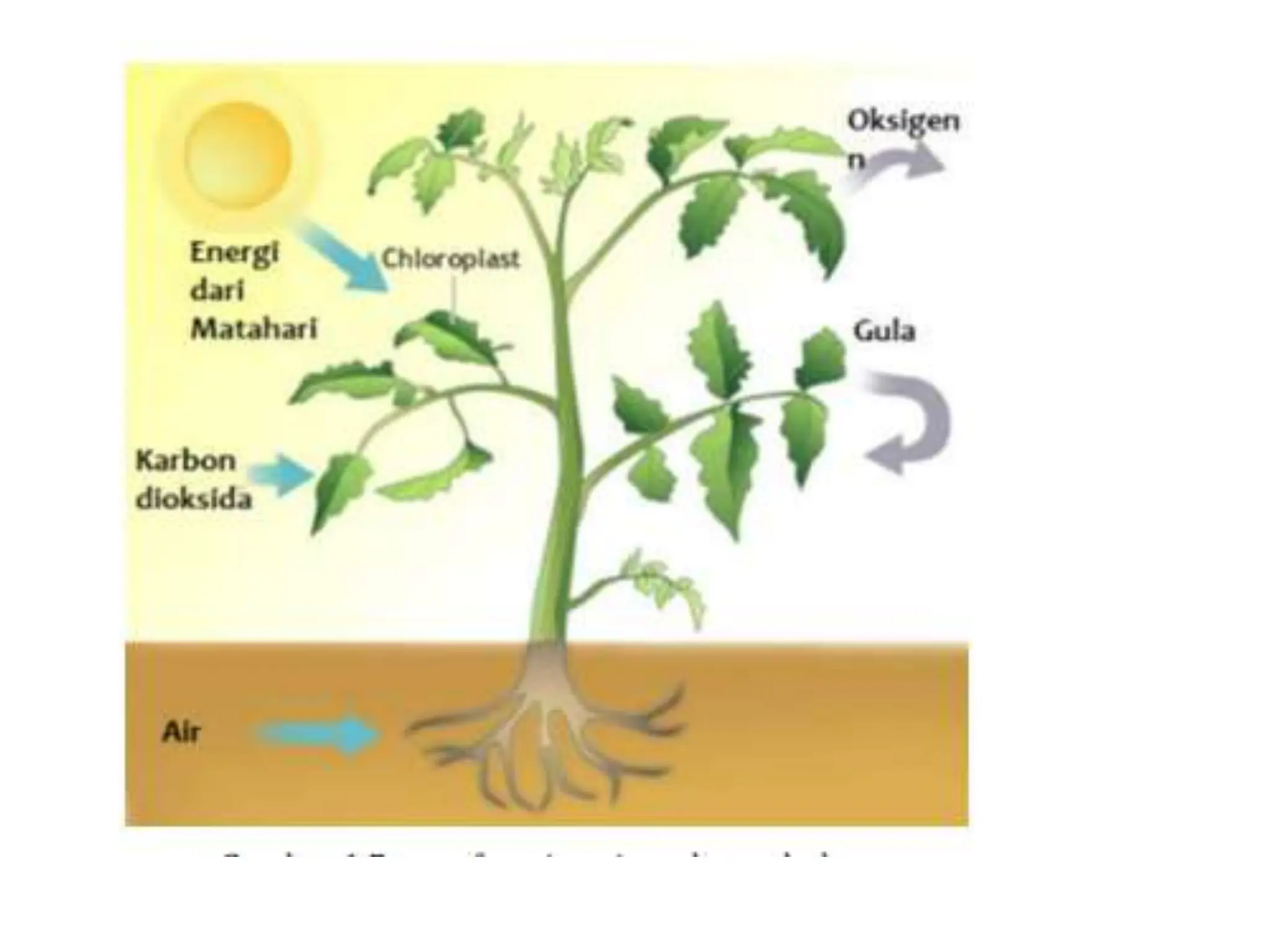 ENZIM PADA TUMBUHAN.pptx. Pertanian. Proteksi | PPTX