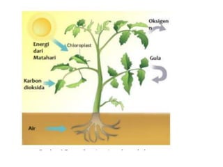 ENZIM PADA TUMBUHAN.pptx. Pertanian. Proteksi | PPTX
