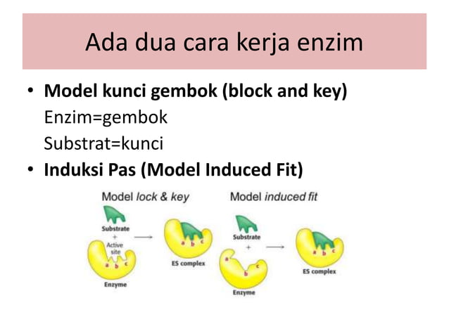 ENZIM PADA TUMBUHAN.pptx. Pertanian. Proteksi | PPTX