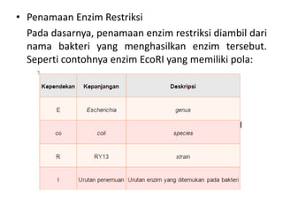 Enzim restriksi SMA | PPTX