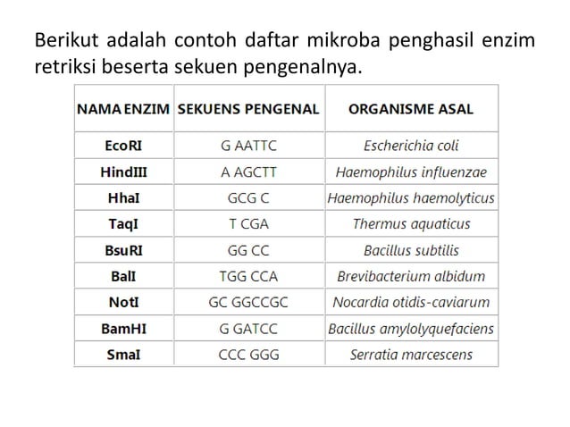 Enzim restriksi SMA | PPTX