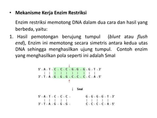 Enzim restriksi SMA | PPTX