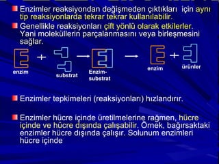 Enzimler | PPT