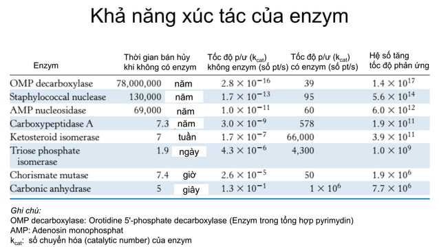 Enzym-Bac-online-handout-K73.pdf