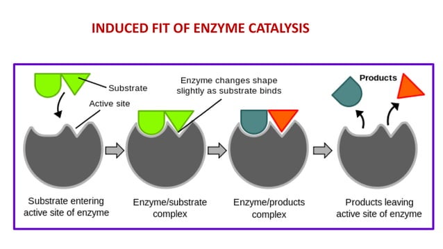 Enzymalogy Factors affecting enzyme activity and kinetics | PPT