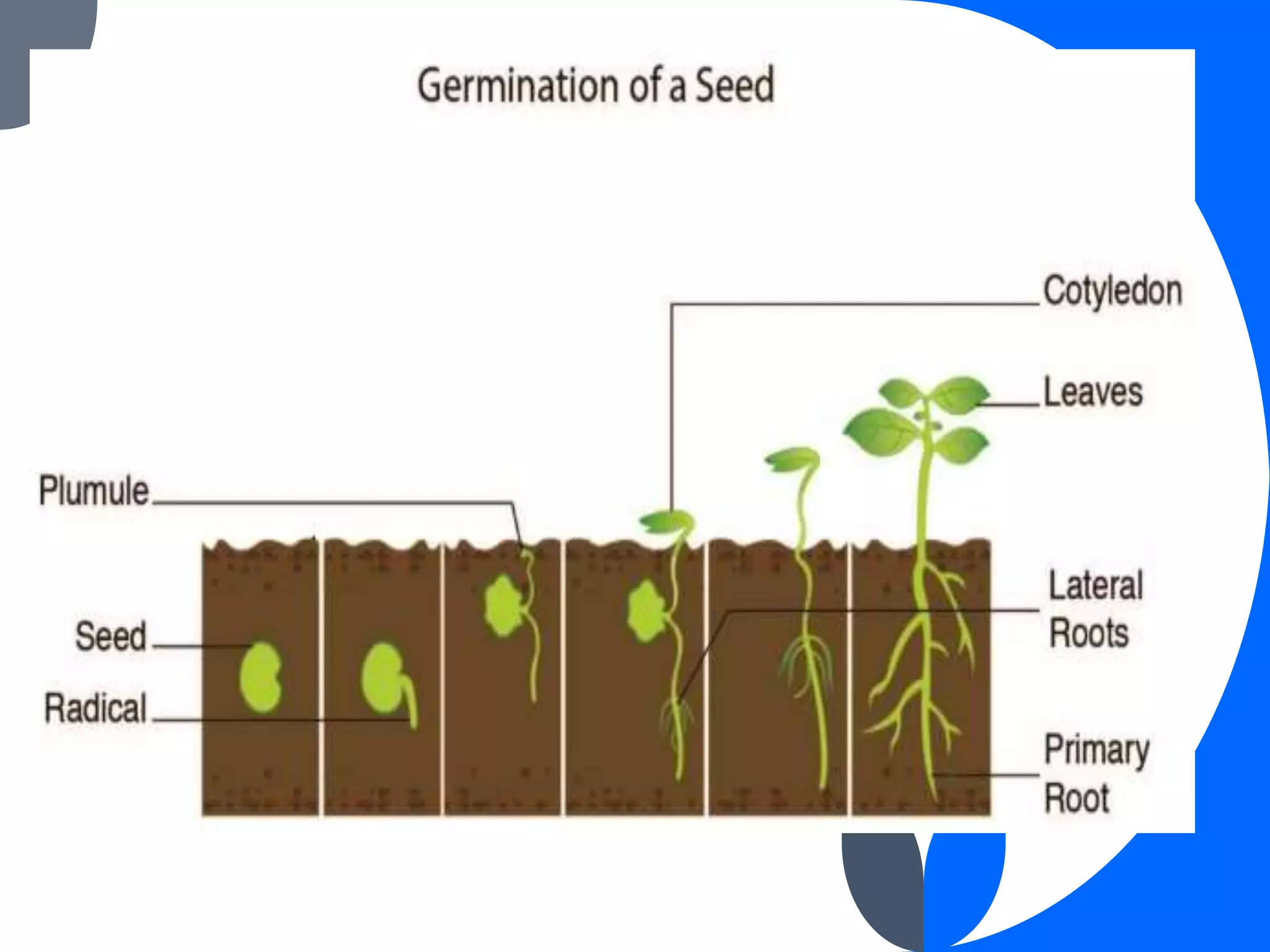 Enzymatic activity in seed germination.pptx