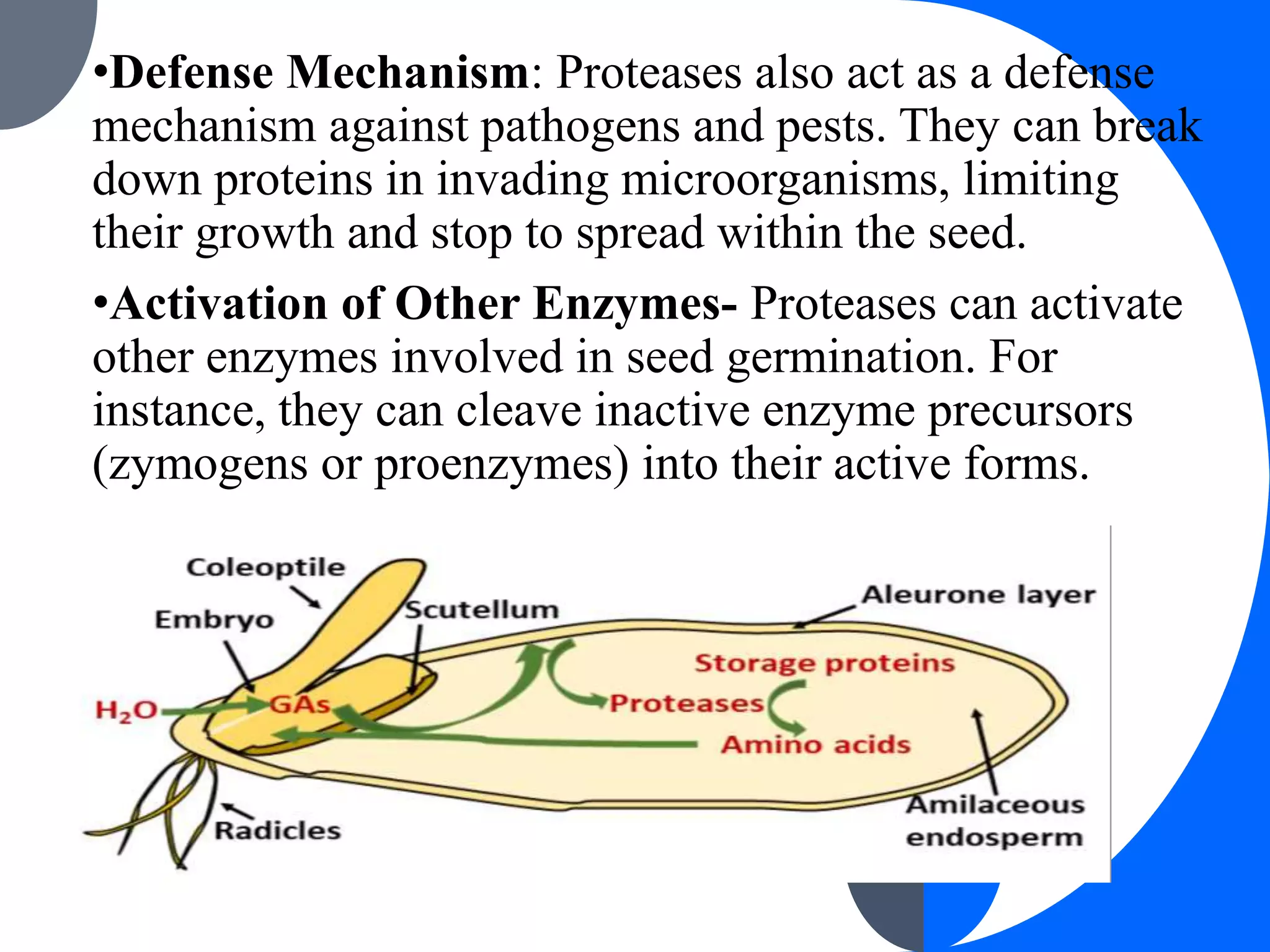 Enzymatic activity in seed germination.pptx