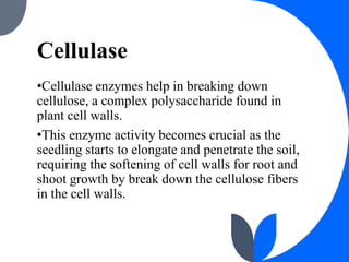 Enzymatic activity in seed germination.pptx