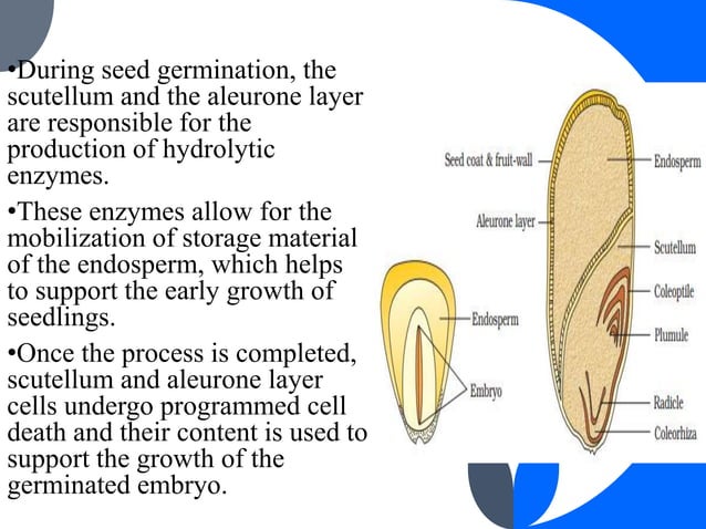 Enzymatic activity in seed germination.pptx | Gardening | Home & Garden