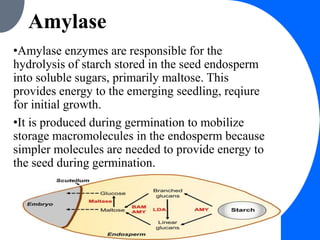 Enzymatic activity in seed germination.pptx