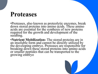 Enzymatic activity in seed germination.pptx