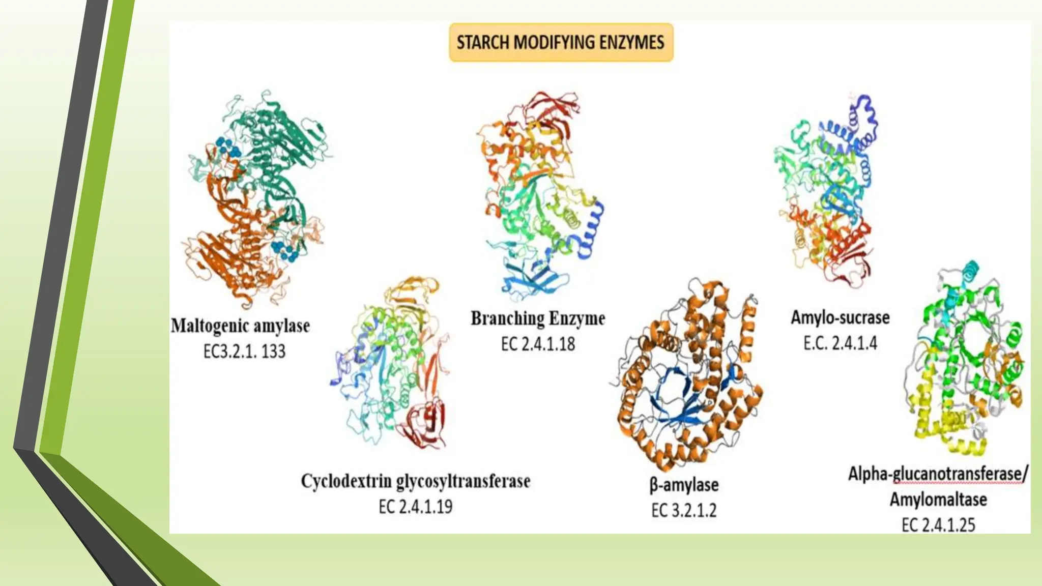 enzymatic application in starch modification_021851.pptx
