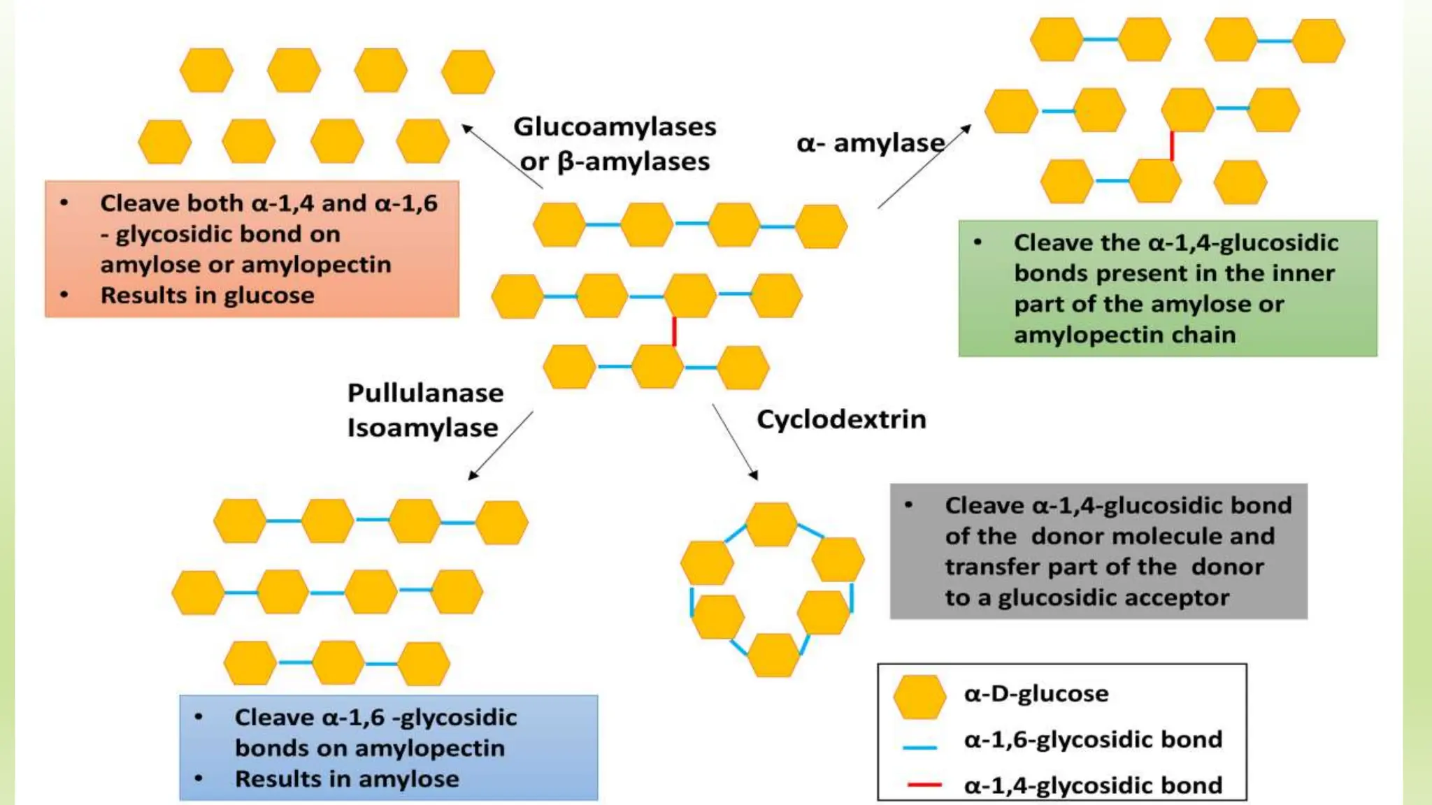 enzymatic application in starch modification_021851.pptx