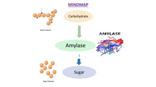 Enzymatic bioconversions | PPTX