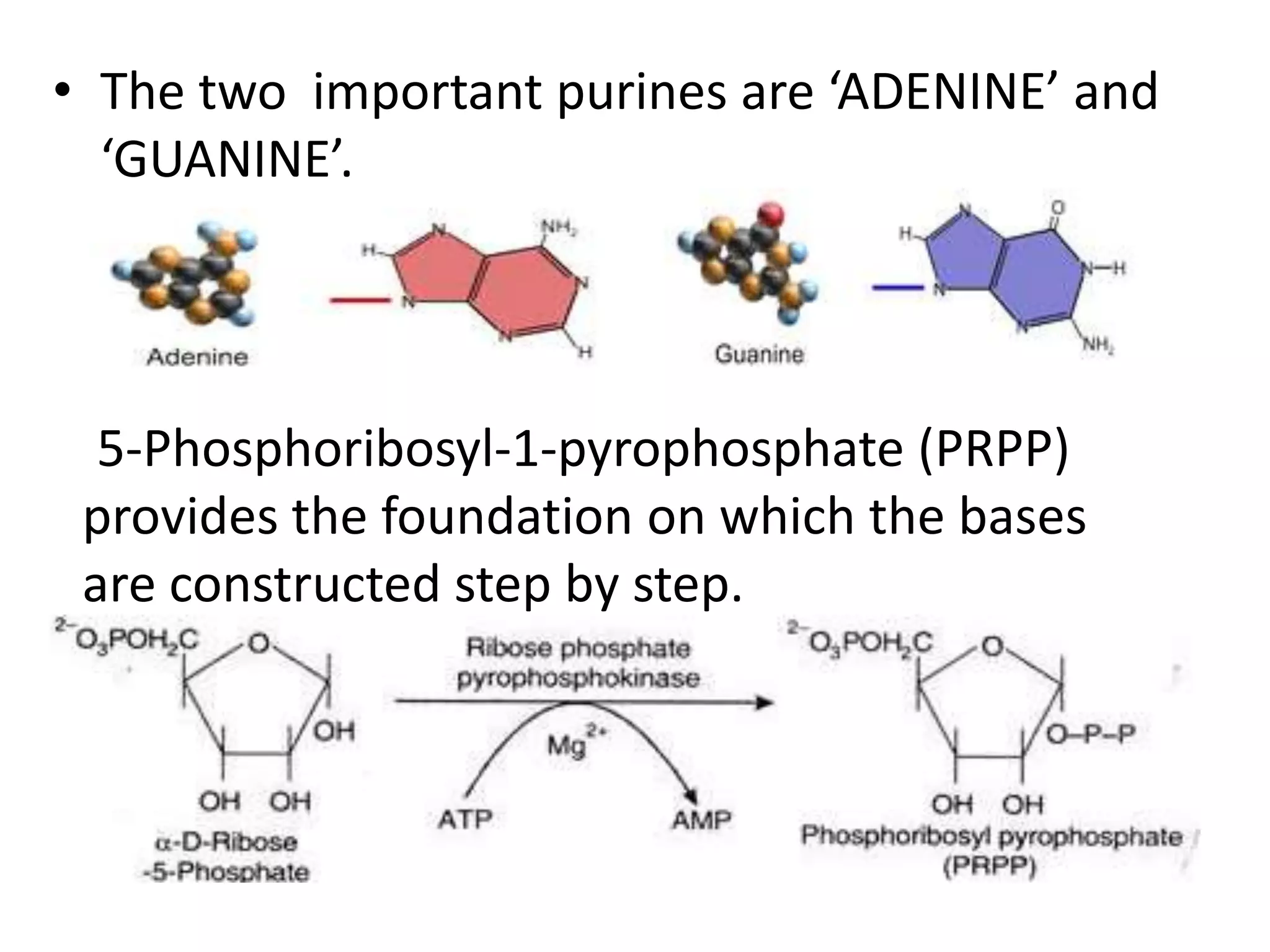 ENZYMATIC PATHWAY OF PURINE BIOSYNTHESIS | PPTX