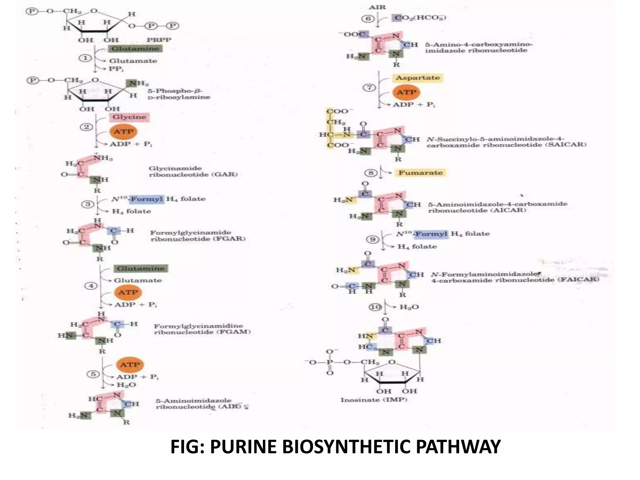 ENZYMATIC PATHWAY OF PURINE BIOSYNTHESIS | PPTX | Endocrine and ...