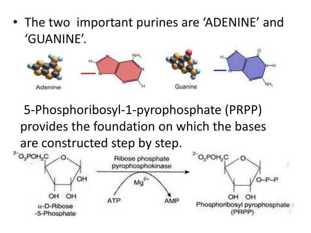 ENZYMATIC PATHWAY OF PURINE BIOSYNTHESIS | PPTX | Endocrine and ...