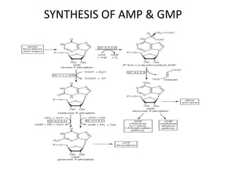 ENZYMATIC PATHWAY OF PURINE BIOSYNTHESIS | PPTX | Endocrine and ...