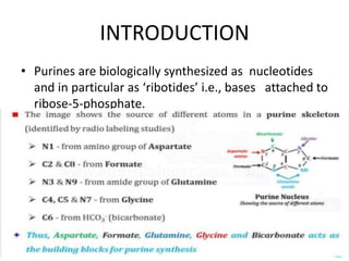 ENZYMATIC PATHWAY OF PURINE BIOSYNTHESIS | PPT