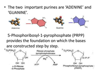 ENZYMATIC PATHWAY OF PURINE BIOSYNTHESIS | PPT