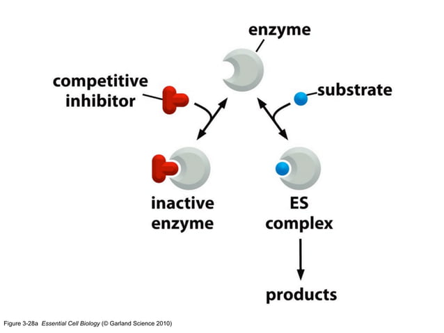 MCB: Enzymatic Pathways and Regulation | PPT
