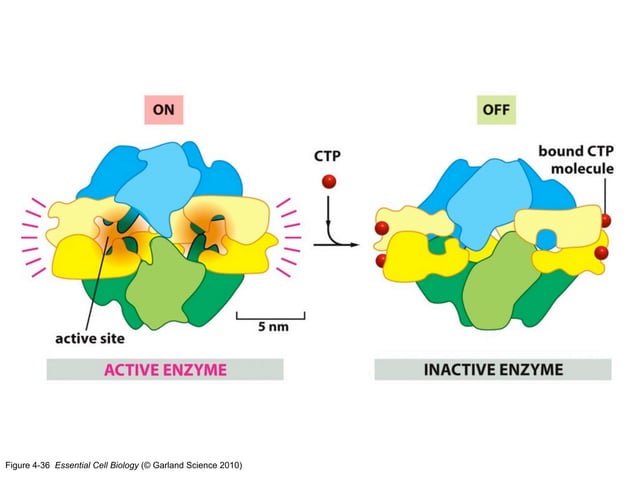 MCB: Enzymatic Pathways and Regulation | PPT