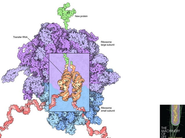 MCB: Enzymatic Pathways and Regulation | PPT